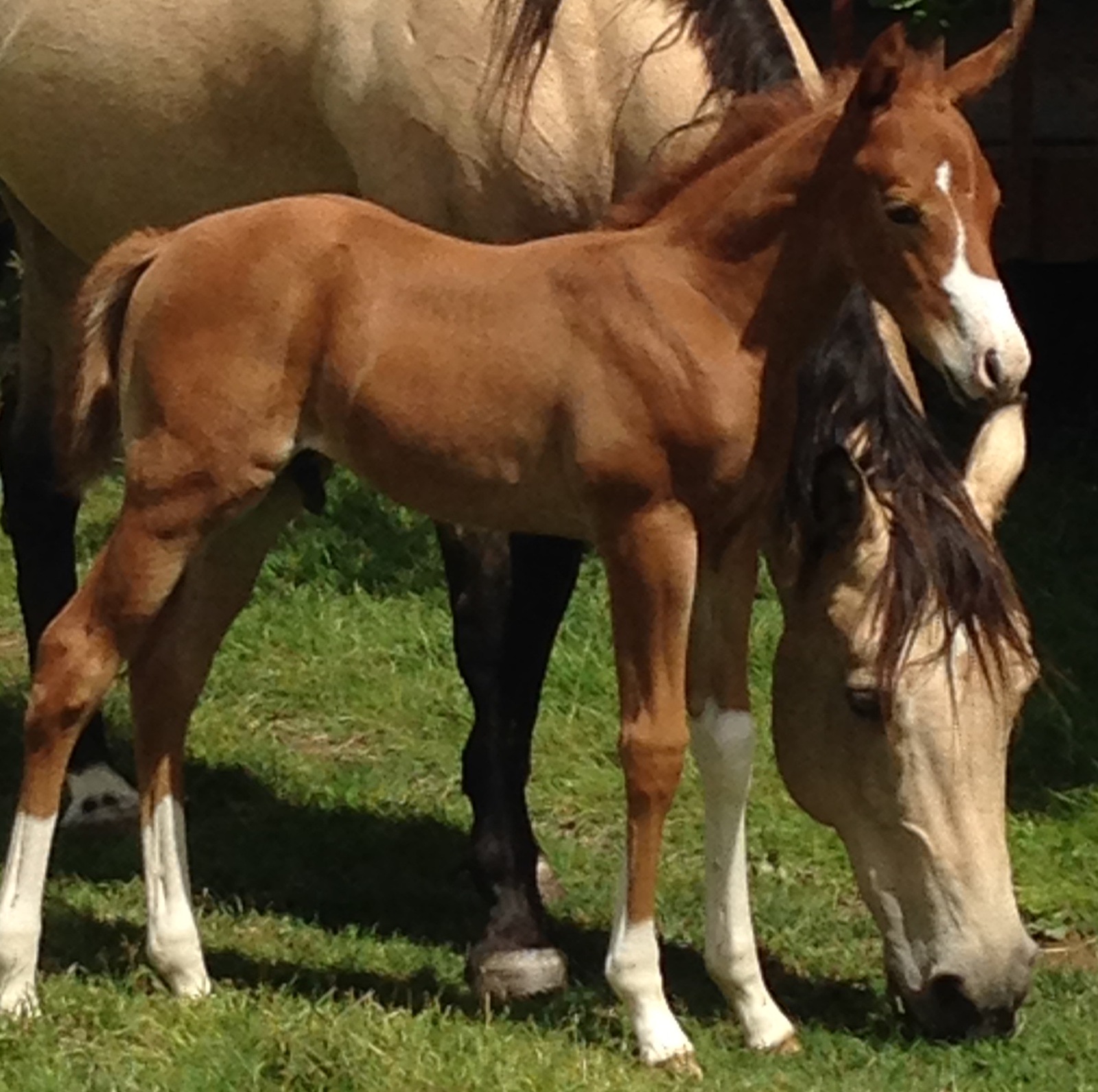 About Us - cimarronfarm.com